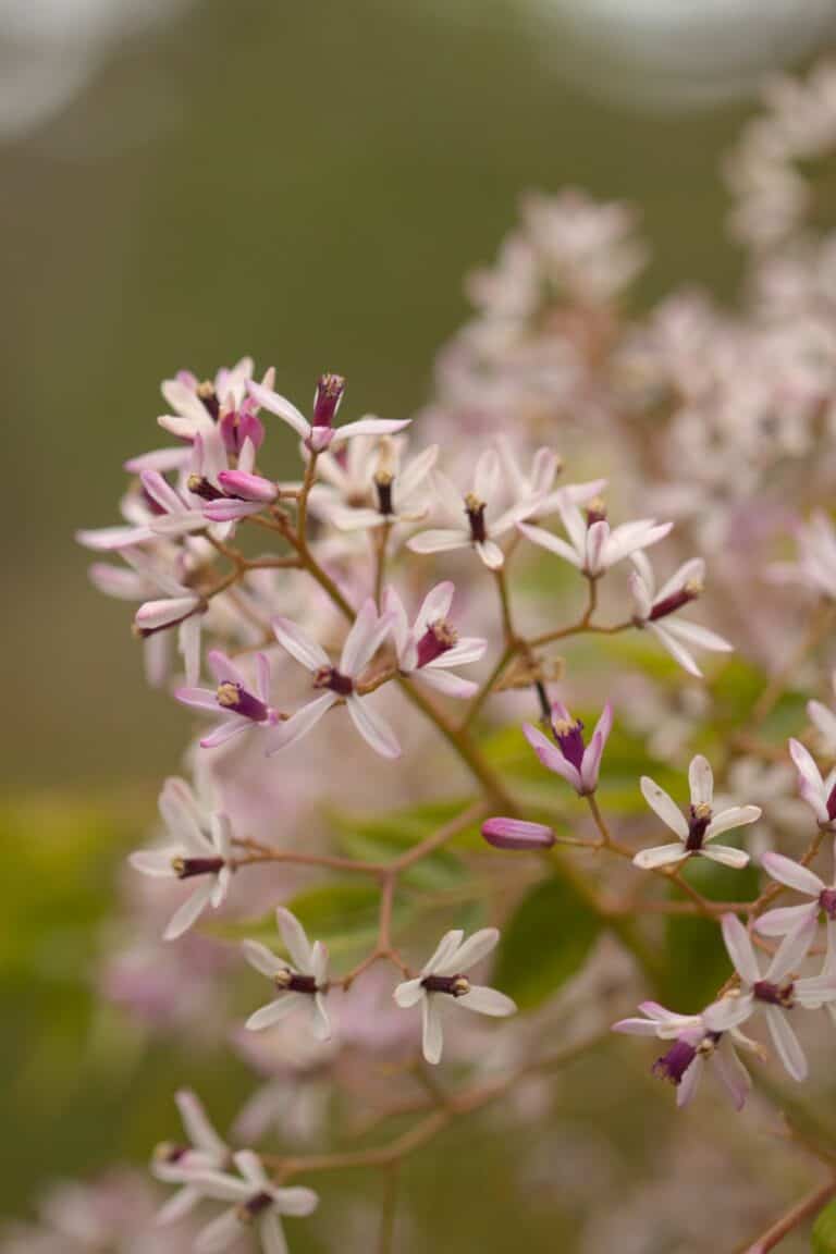 19 Fastest Growing Trees with Growth Rates up to 32 Ft Per Year!