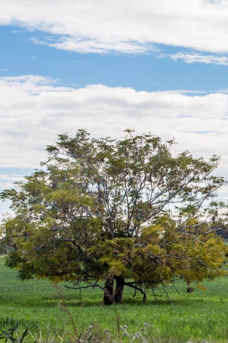 19 Fastest Growing Trees with Growth Rates up to 32 Ft Per Year!