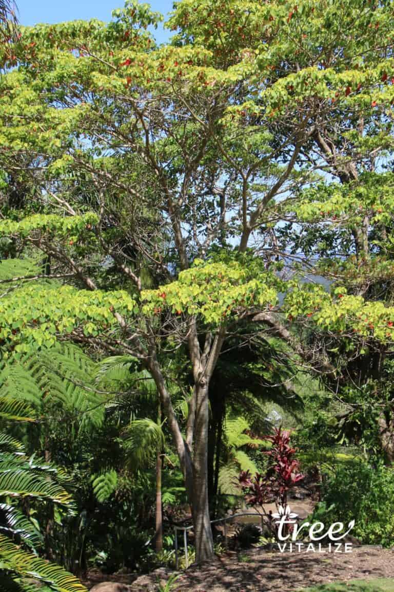 19 Fastest Growing Trees with Growth Rates up to 32 Ft Per Year!