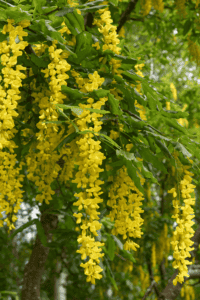 16 Stunning Yellow Flowering Trees to Brighten Up Your Garden