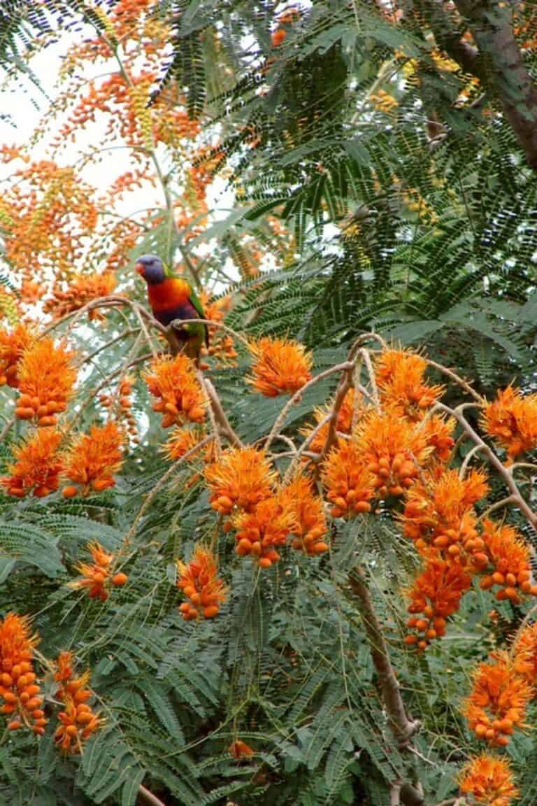 21 Must-Have Spectacular Orange Flowering Trees That Impress