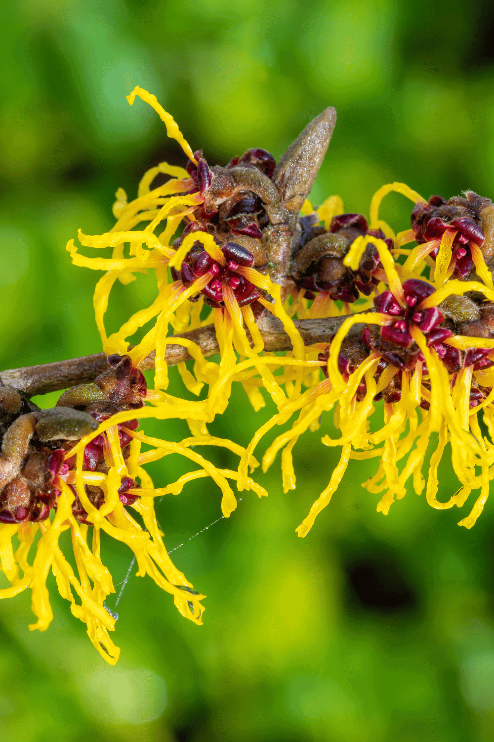 16 Stunning Yellow Flowering Trees to Brighten Up Your Garden