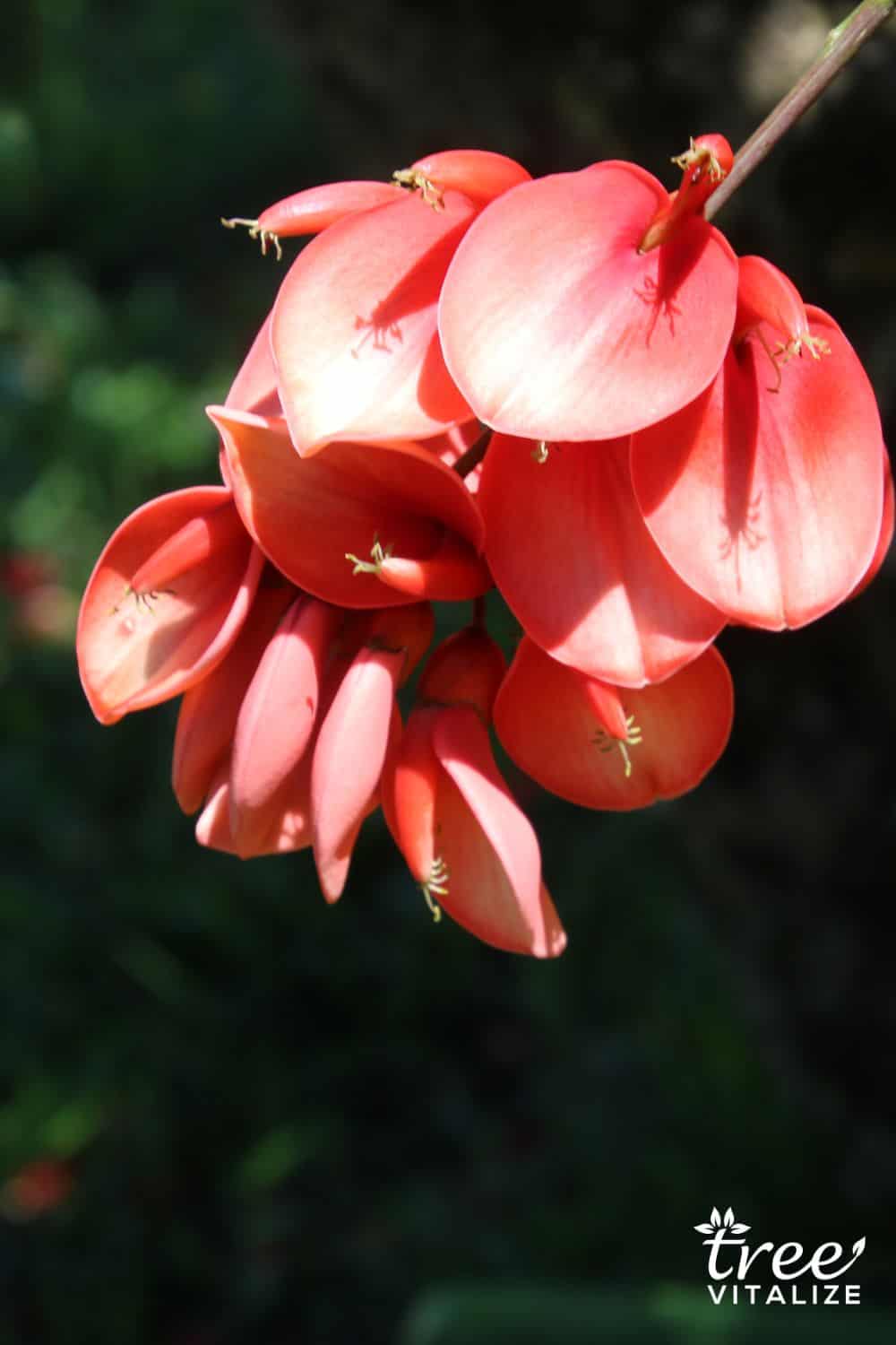 21 Must-Have Spectacular Orange Flowering Trees That Impress