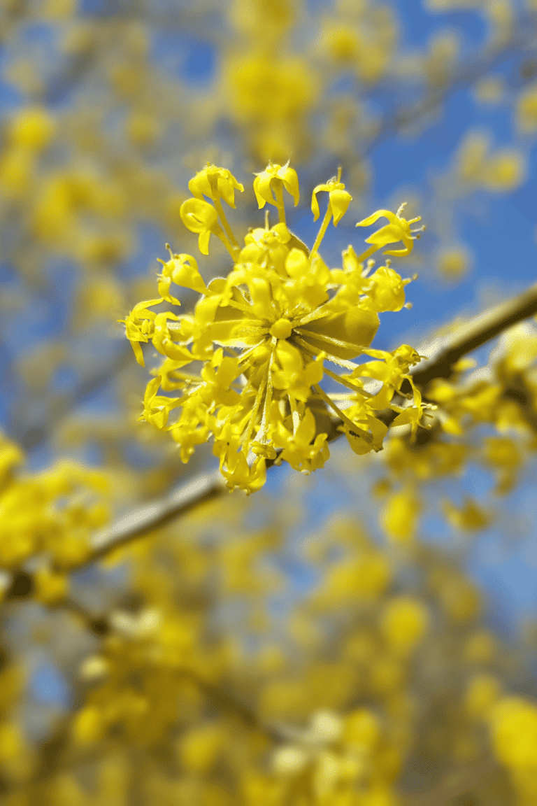 16 Stunning Yellow Flowering Trees to Brighten Up Your Garden