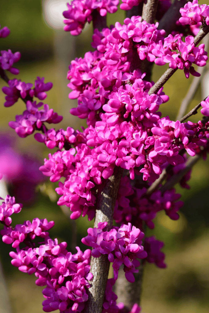29 Enchanting Purple Flowering Trees to Brighten Your Landscape