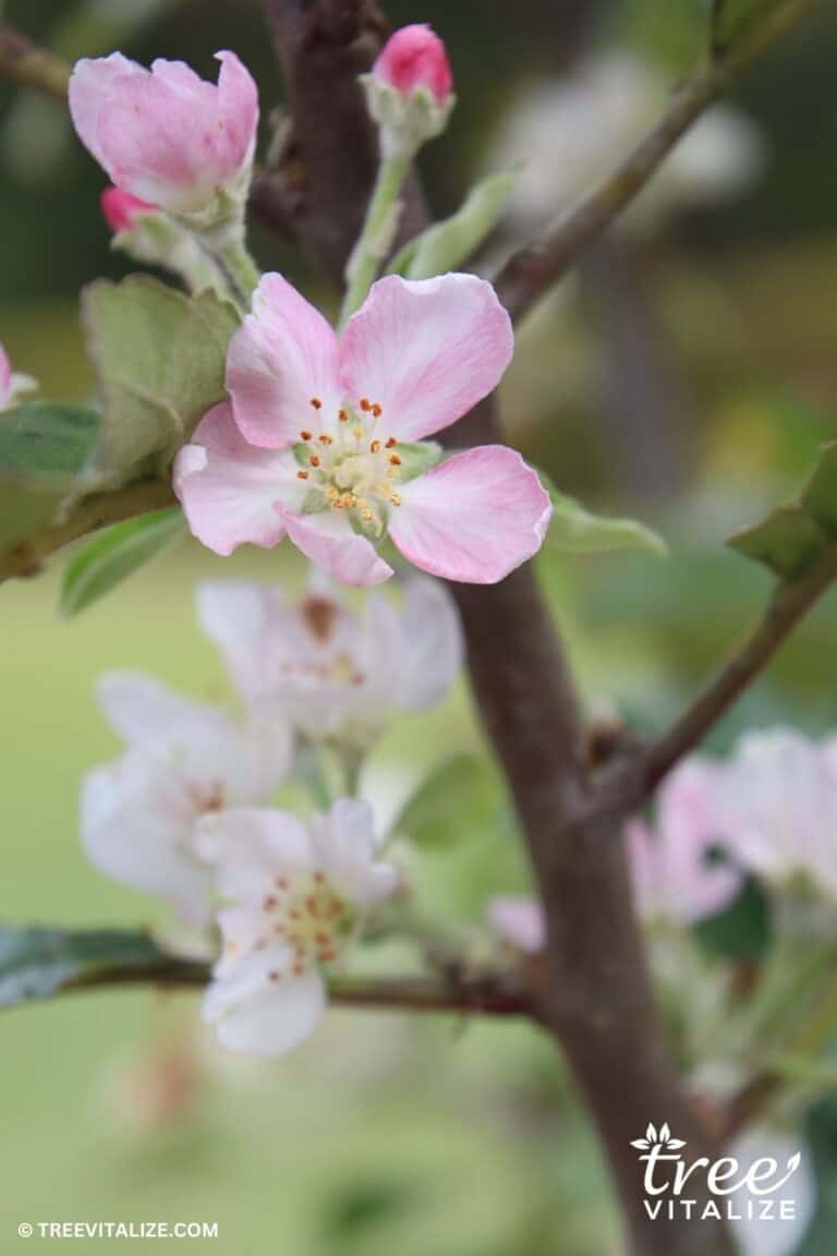 11 Fastest Growing Apple Trees That Bear Fruit Quickly (1st Year)