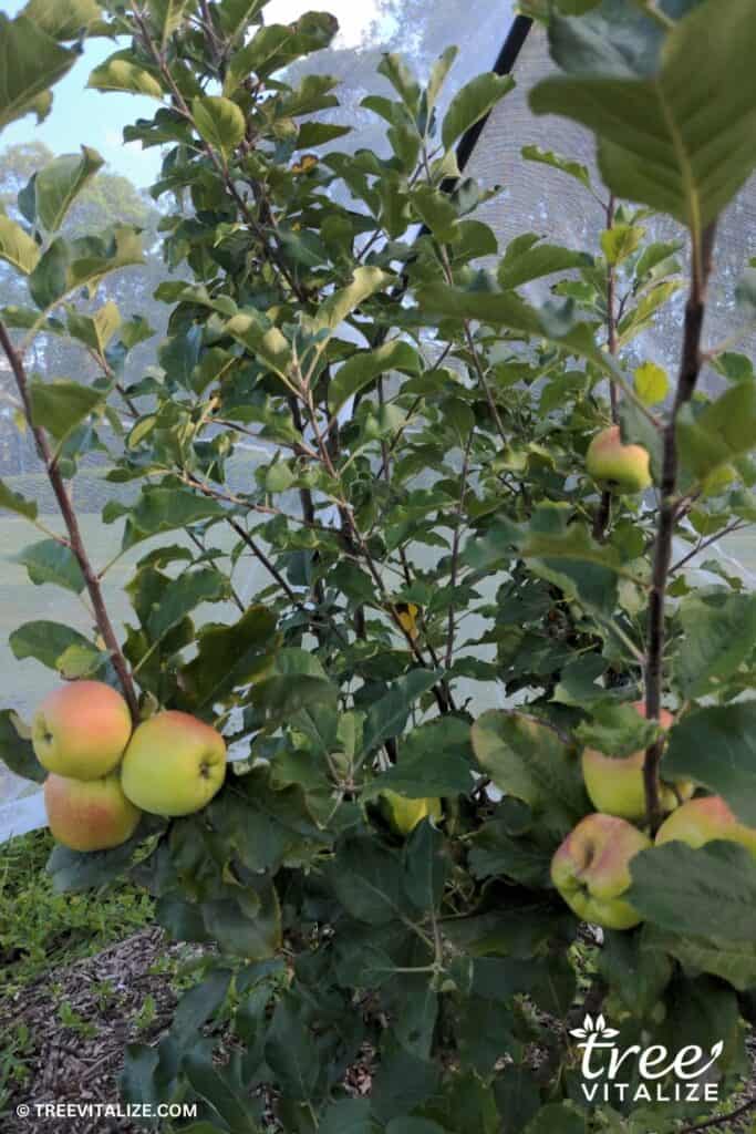 11 Fastest Growing Apple Trees That Bear Fruit Quickly (1st Year)