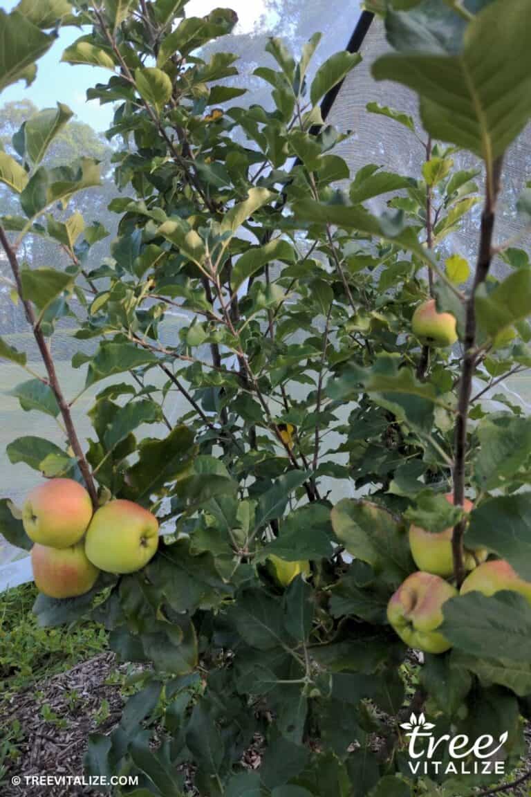 11 Fastest Growing Apple Trees That Bear Fruit Quickly (1st Year)