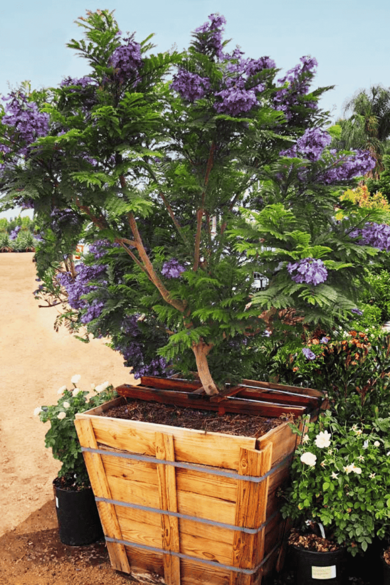 12 Stunning Blue Flowering Trees for Your Garden