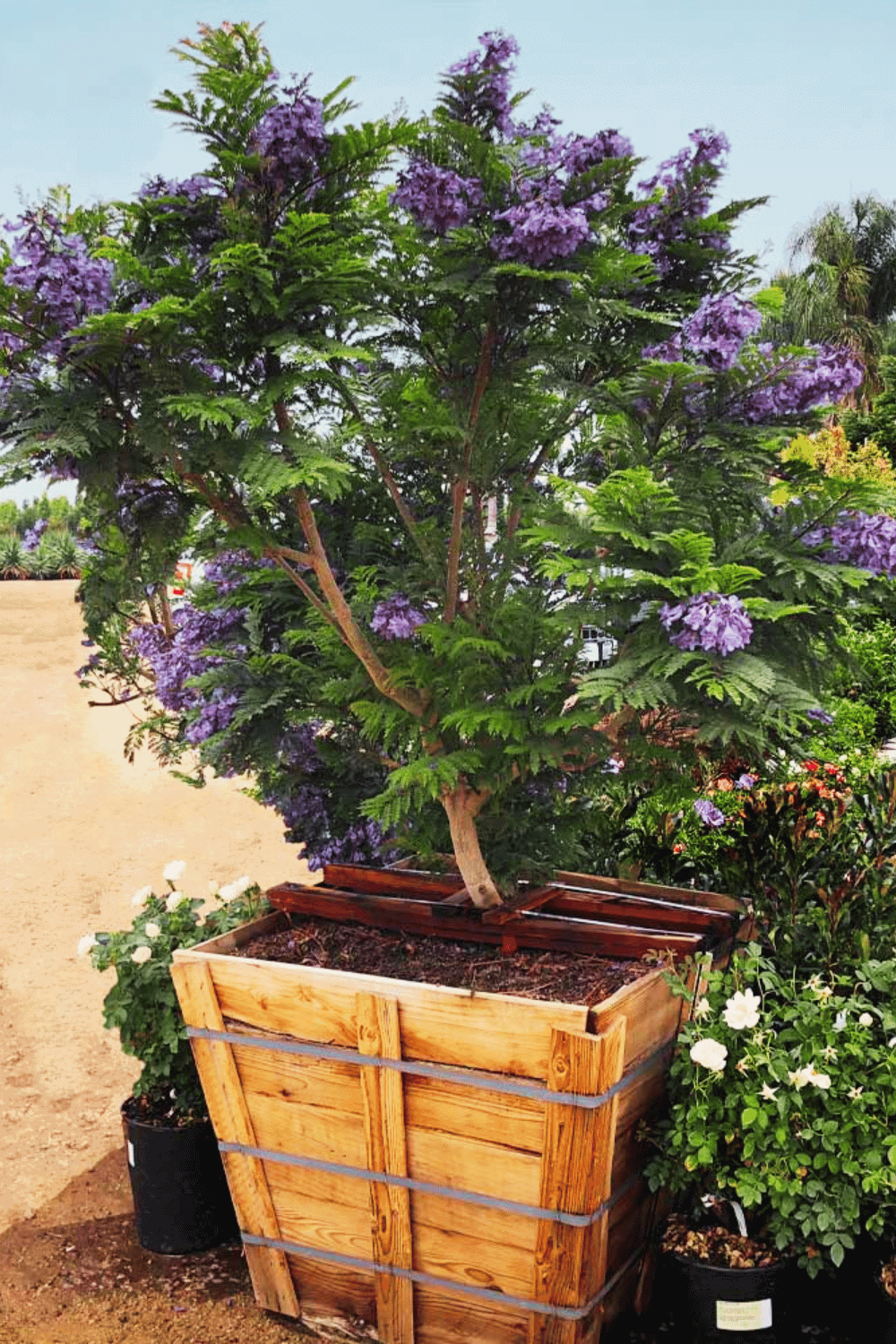 12 Stunning Blue Flowering Trees for Your Garden
