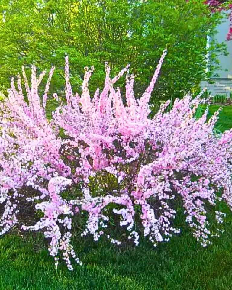 40 Small Flowering Trees That Will Bring Your Yard to Life