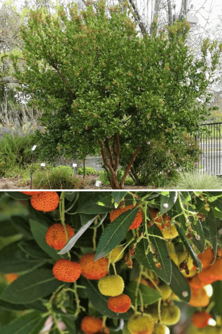 40 Small Flowering Trees That Will Bring Your Yard to Life