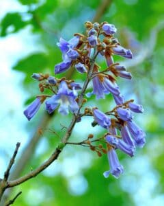 12 Stunning Blue Flowering Trees for Your Garden