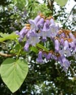 12 Stunning Blue Flowering Trees for Your Garden