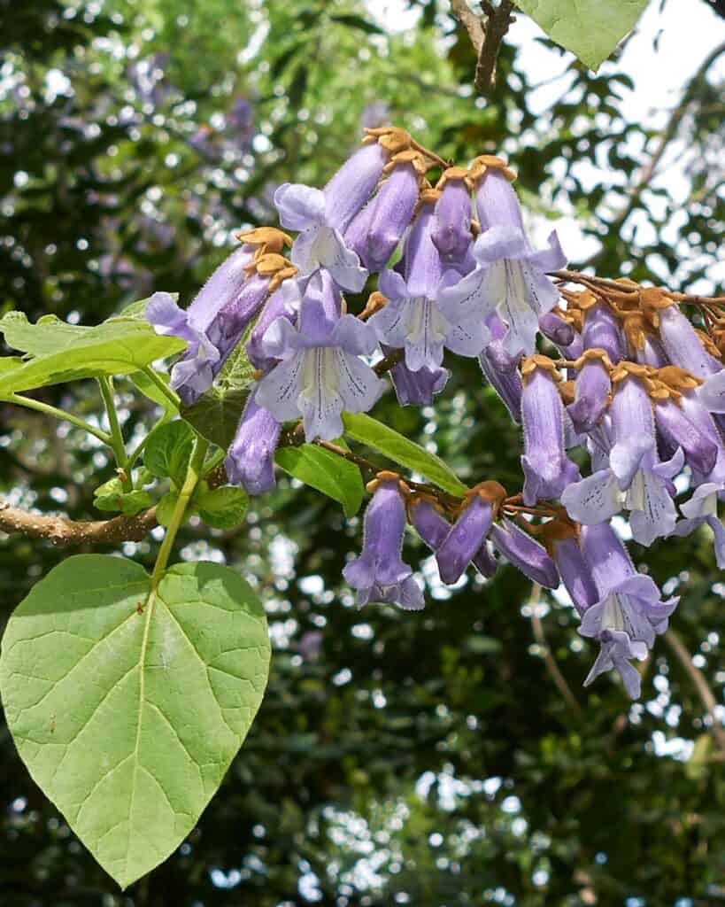12 Stunning Blue Flowering Trees for Your Garden