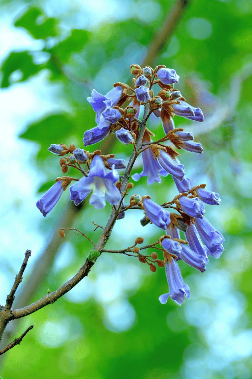 12 Stunning Blue Flowering Trees for Your Garden