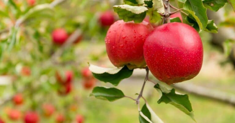 8 Best Fruit Trees That Grow in Pennsylvania