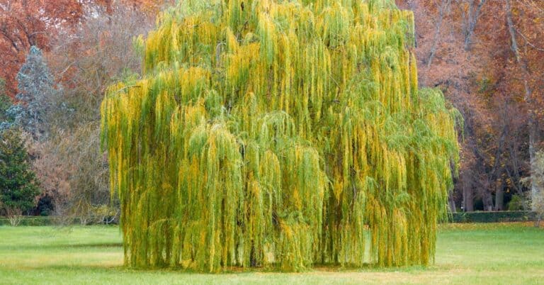 9 Fast-Growing Trees for USDA Zone 9 Landscapes