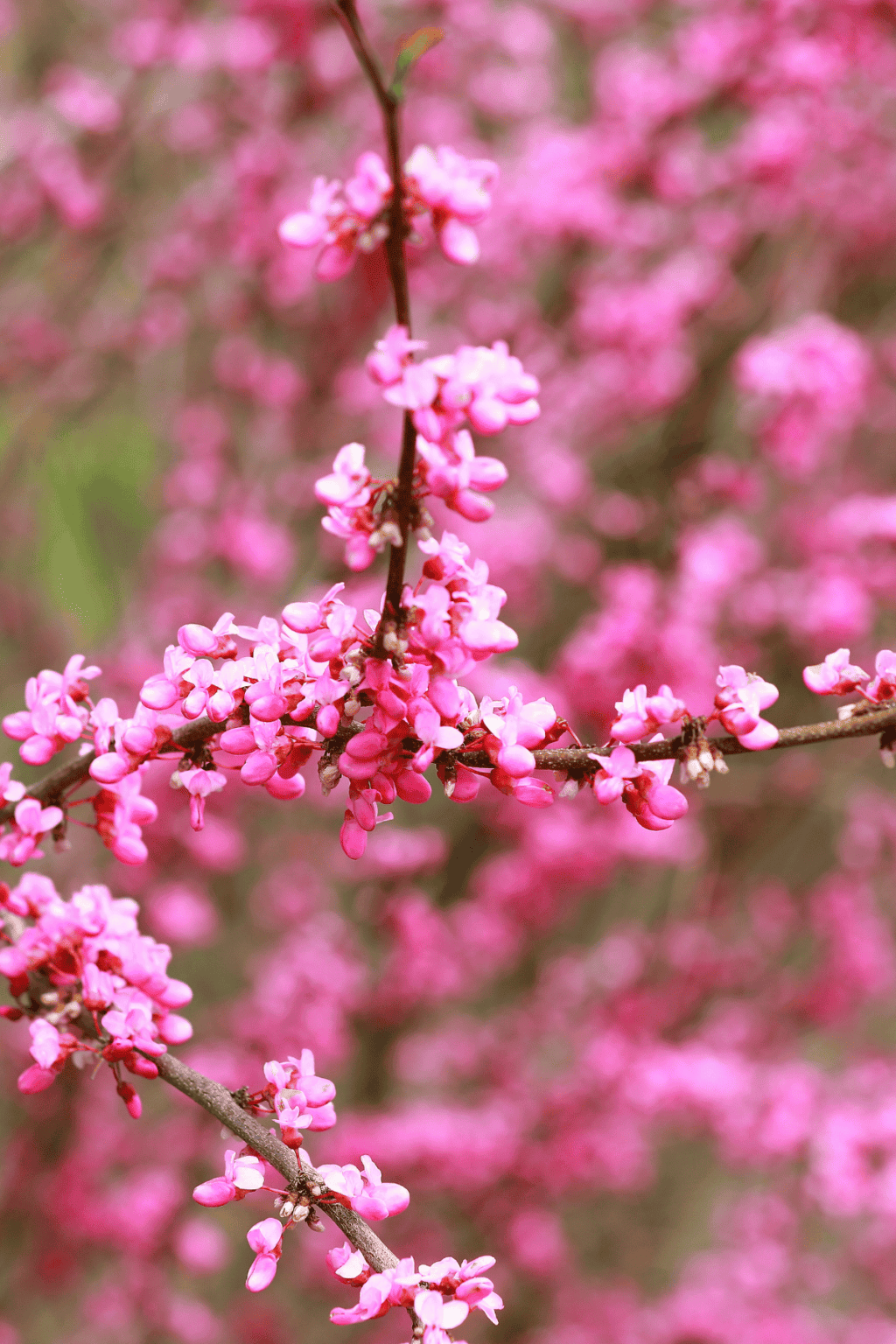 29 Stunning Pink Flowering Trees to Transform Your Garden