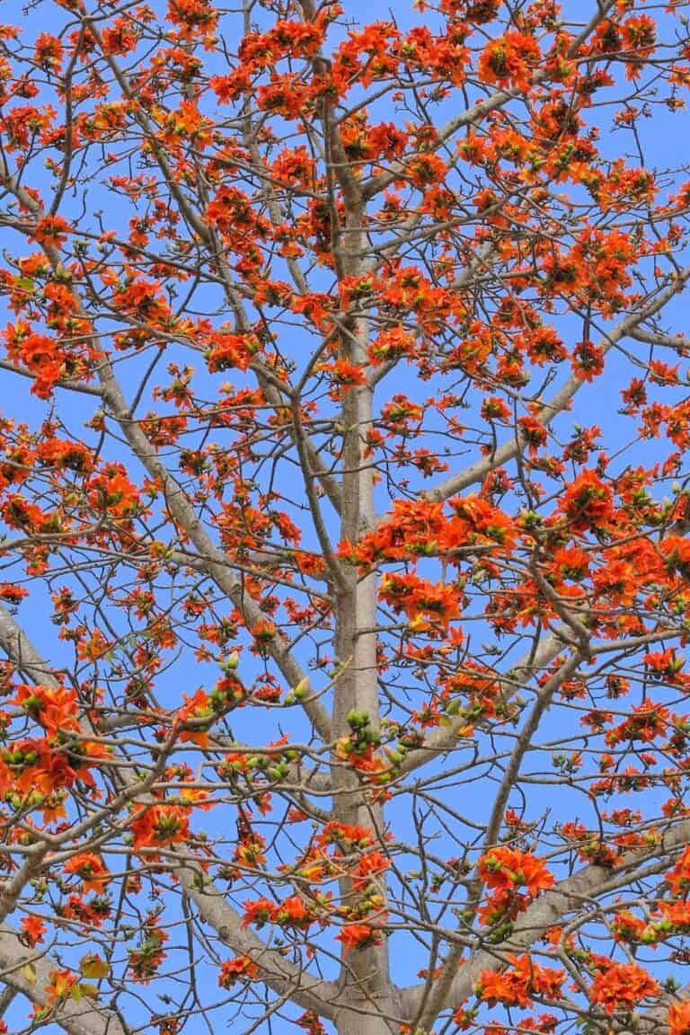 21 Must-Have Spectacular Orange Flowering Trees That Impress