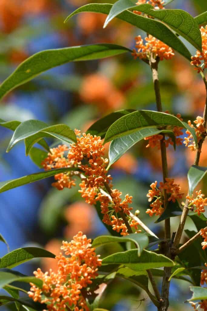 21 Must-Have Spectacular Orange Flowering Trees That Impress
