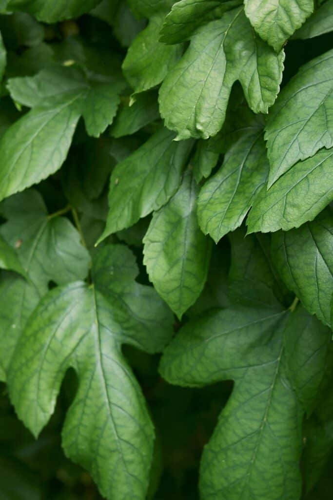 19 Fastest Growing Trees with Growth Rates up to 32 Ft Per Year!