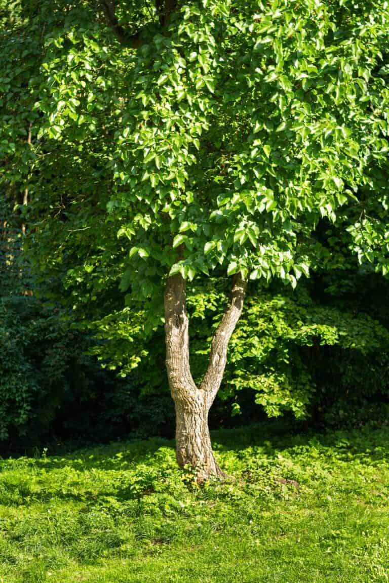 19 Fastest Growing Trees with Growth Rates up to 32 Ft Per Year!