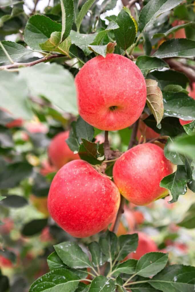 11 Fastest Growing Apple Trees That Bear Fruit Quickly (1st Year)