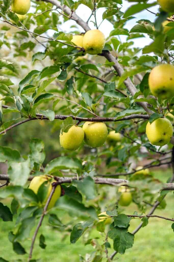 11 Fastest Growing Apple Trees That Bear Fruit Quickly (1st Year)