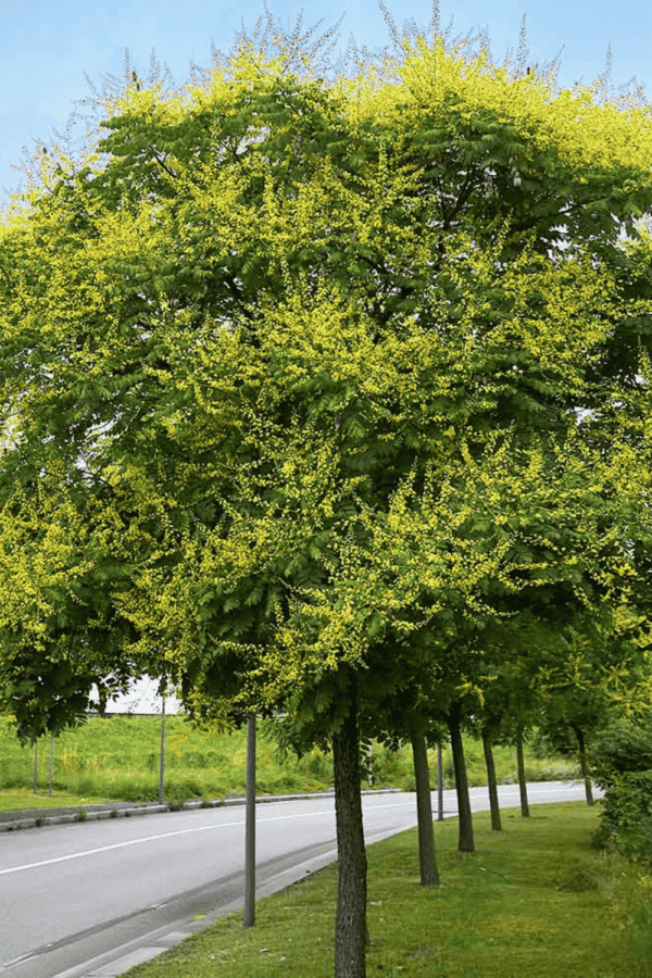 16 Stunning Yellow Flowering Trees to Brighten Up Your Garden