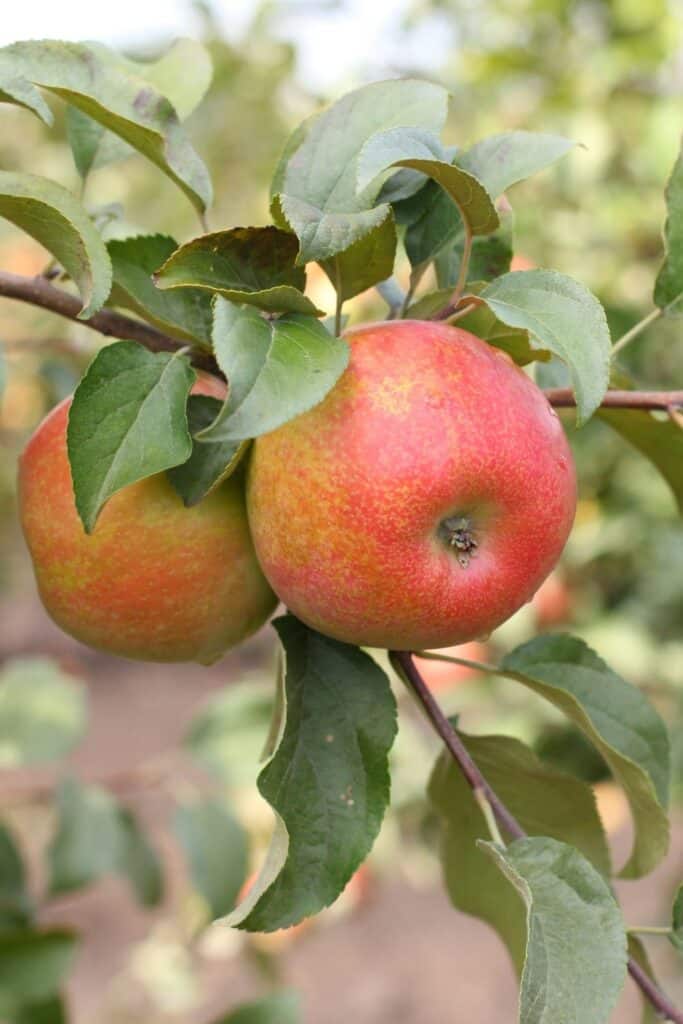 11 Fastest Growing Apple Trees That Bear Fruit Quickly (1st Year)