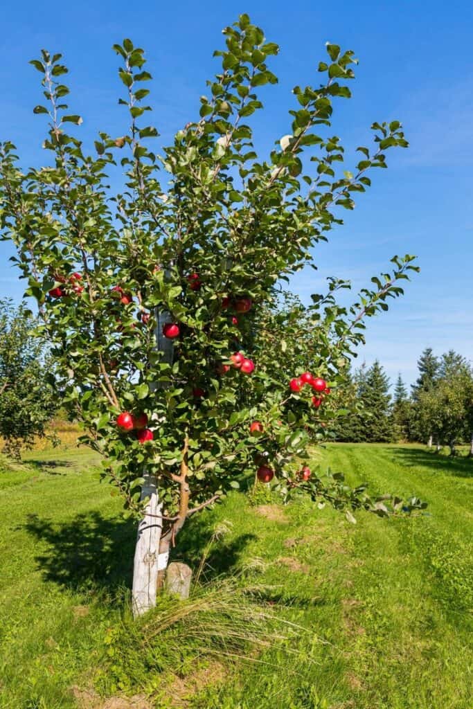 11 Fastest Growing Apple Trees That Bear Fruit Quickly (1st Year)