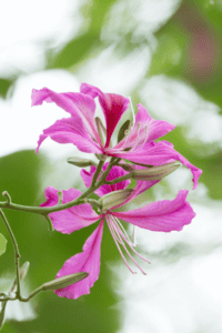 29 Enchanting Purple Flowering Trees to Brighten Your Landscape