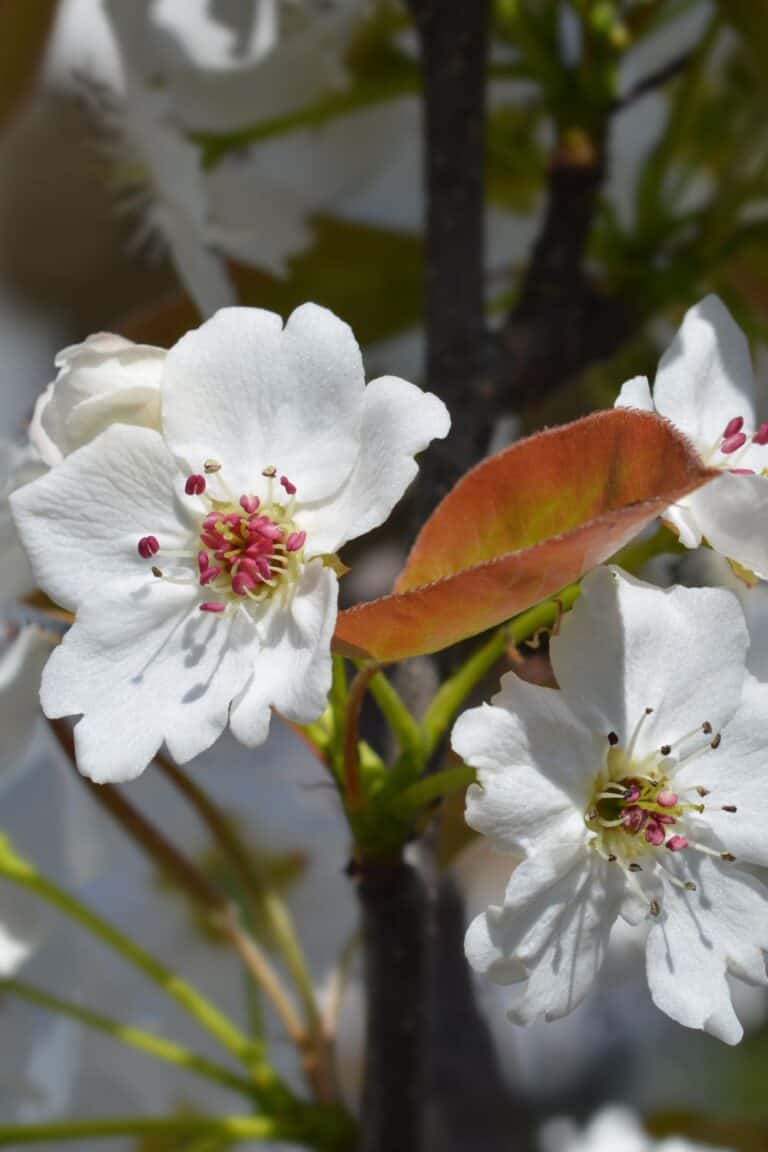 14 Fastest Growing Pear Trees That Bear Fruit Quickly (1st Year)