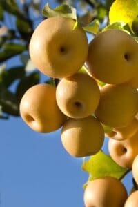 14 Fastest Growing Pear Trees That Bear Fruit Quickly (1st Year)