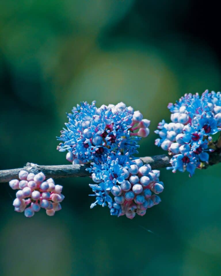 12 Stunning Blue Flowering Trees for Your Garden