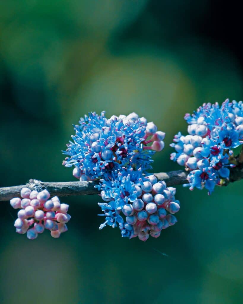 12 Stunning Blue Flowering Trees for Your Garden