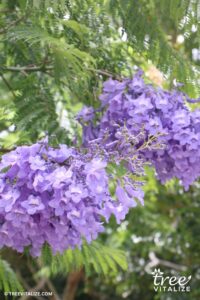 29 Enchanting Purple Flowering Trees to Brighten Your Landscape