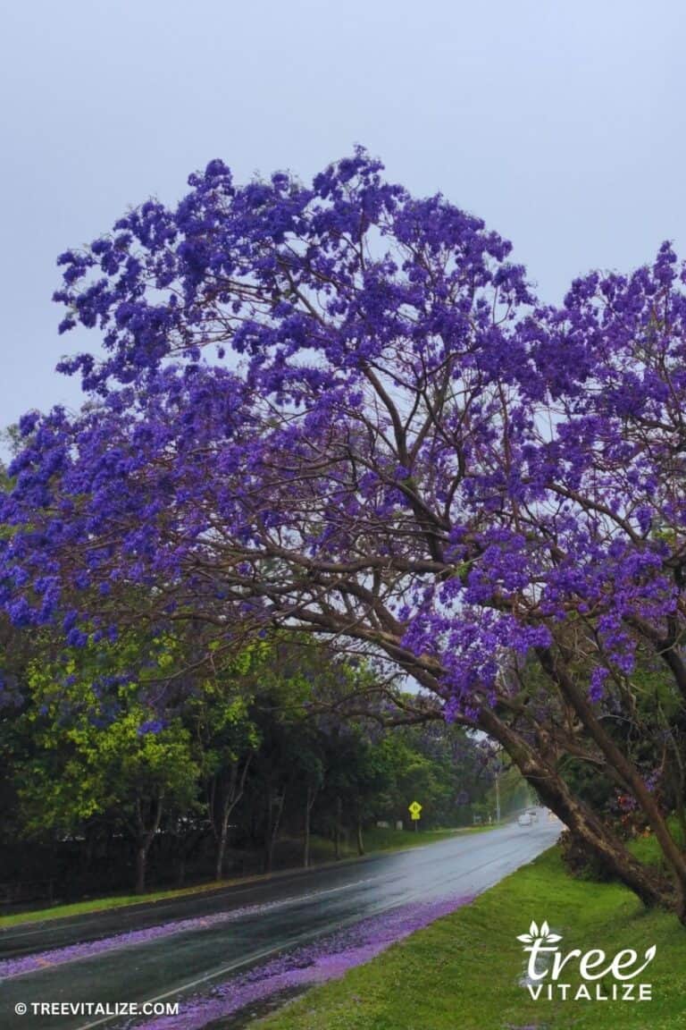 29 Enchanting Purple Flowering Trees to Brighten Your Landscape