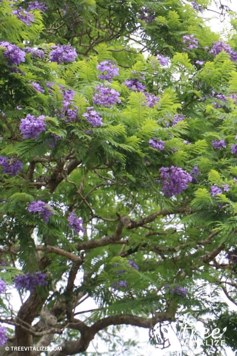 12 Best Flowering Trees In Alabama (Stunning)
