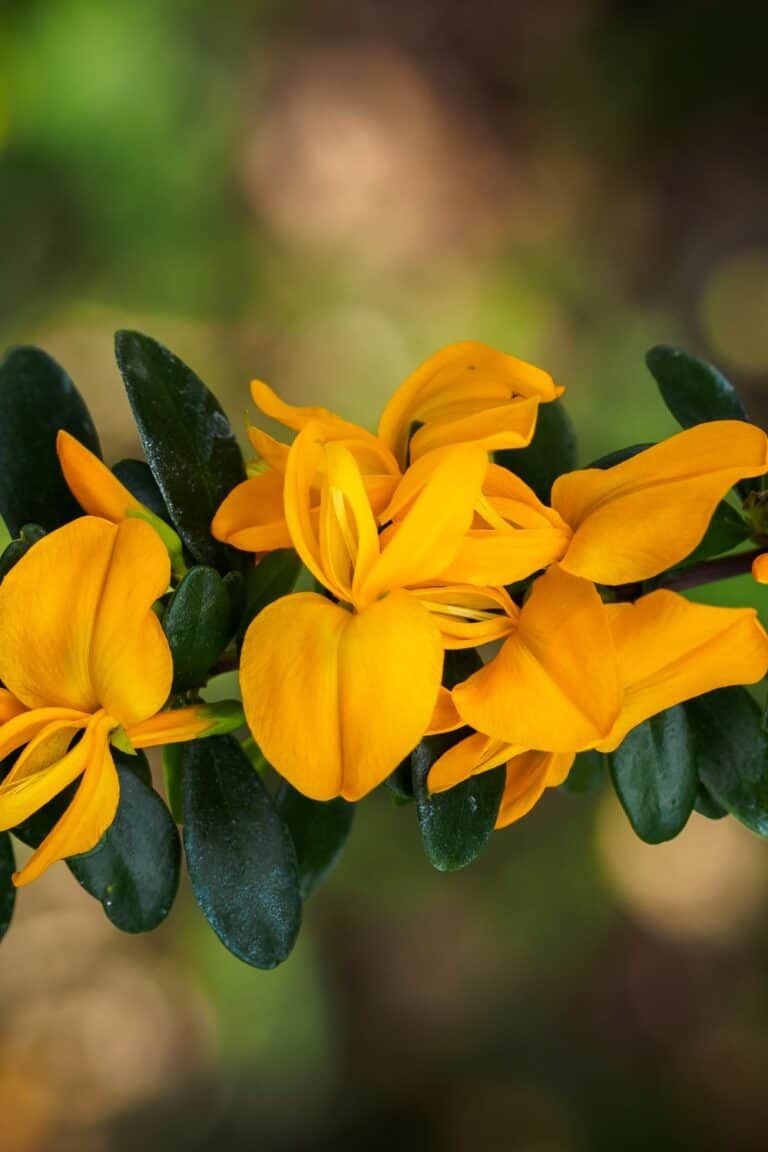 21 Must-Have Spectacular Orange Flowering Trees That Impress
