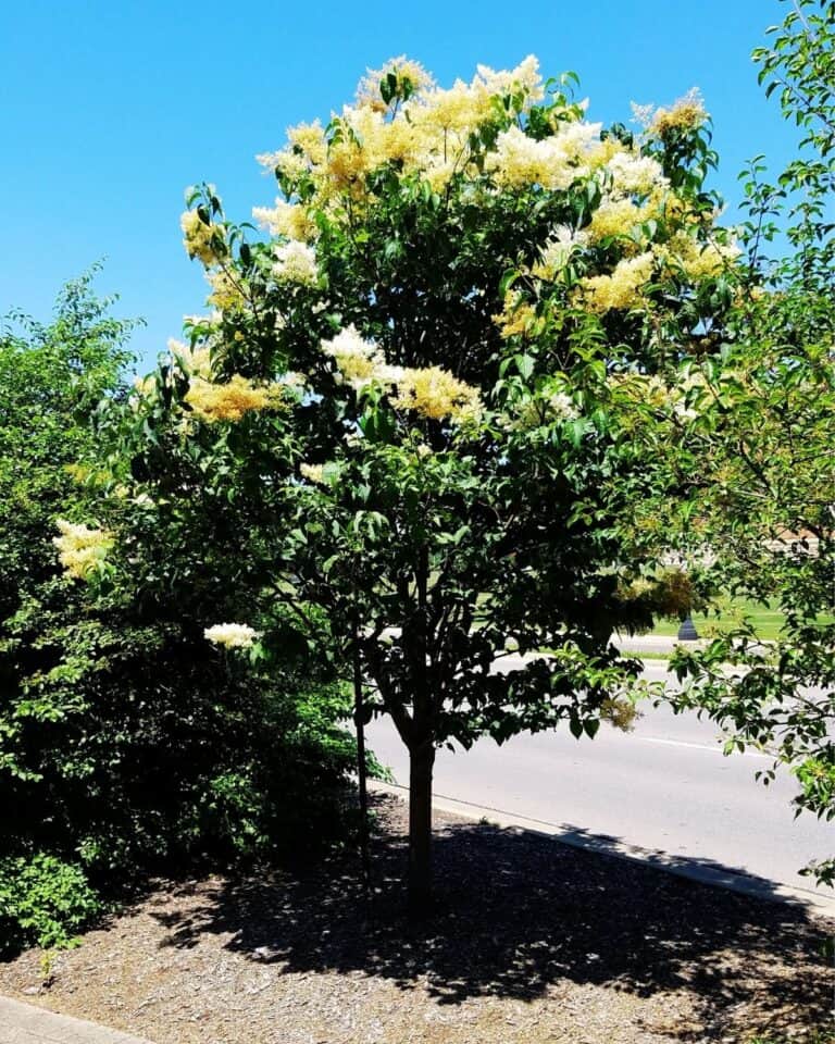 13 Small Trees With Non-Invasive Roots for Courtyards & Backyards