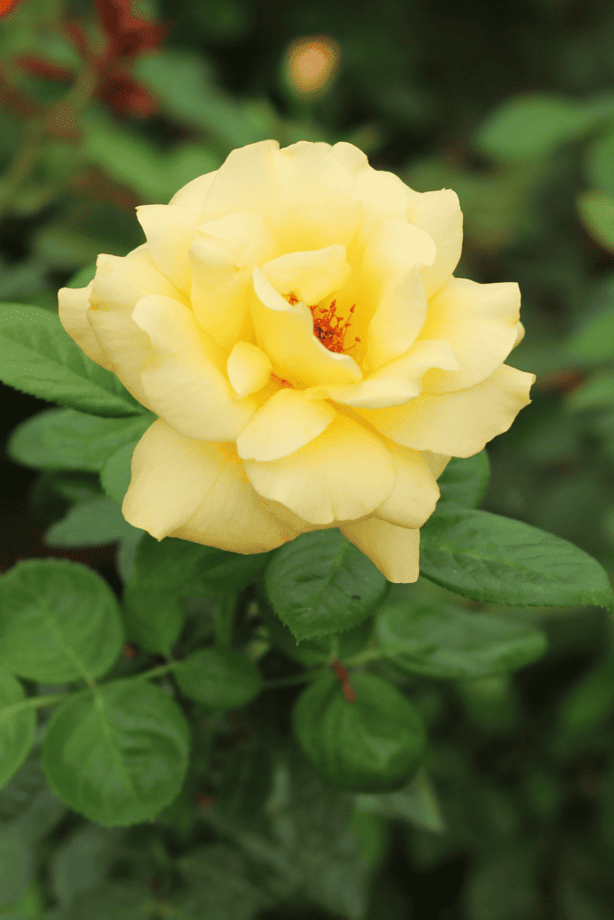 16 Stunning Yellow Flowering Trees to Brighten Up Your Garden