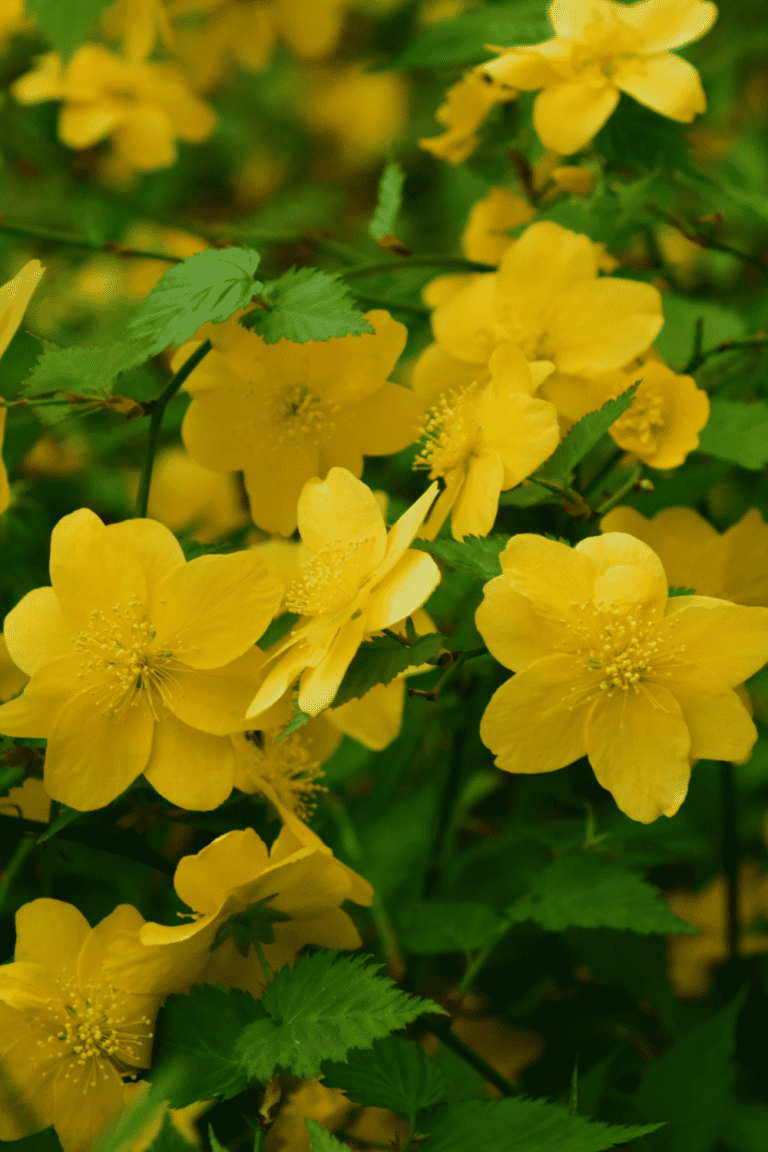 16 Stunning Yellow Flowering Trees to Brighten Up Your Garden