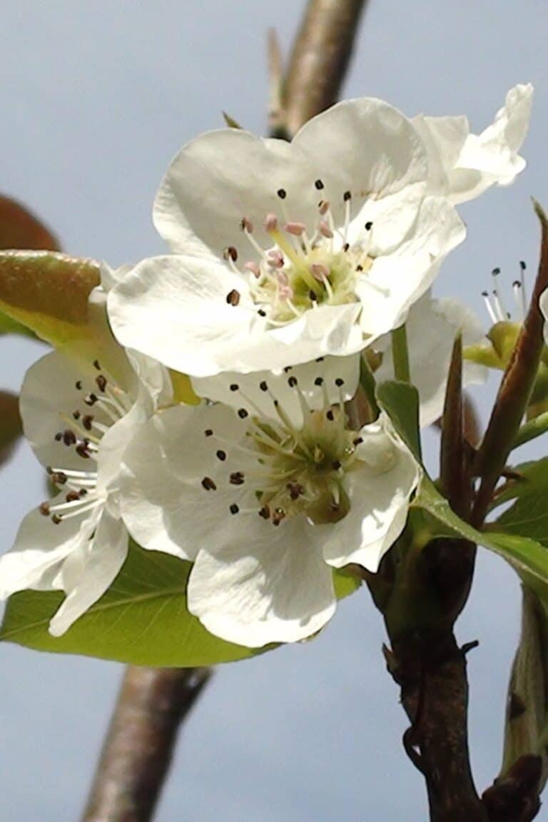 14 Fastest Growing Pear Trees That Bear Fruit Quickly (1st Year)
