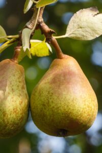 14 Fastest Growing Pear Trees That Bear Fruit Quickly (1st Year)
