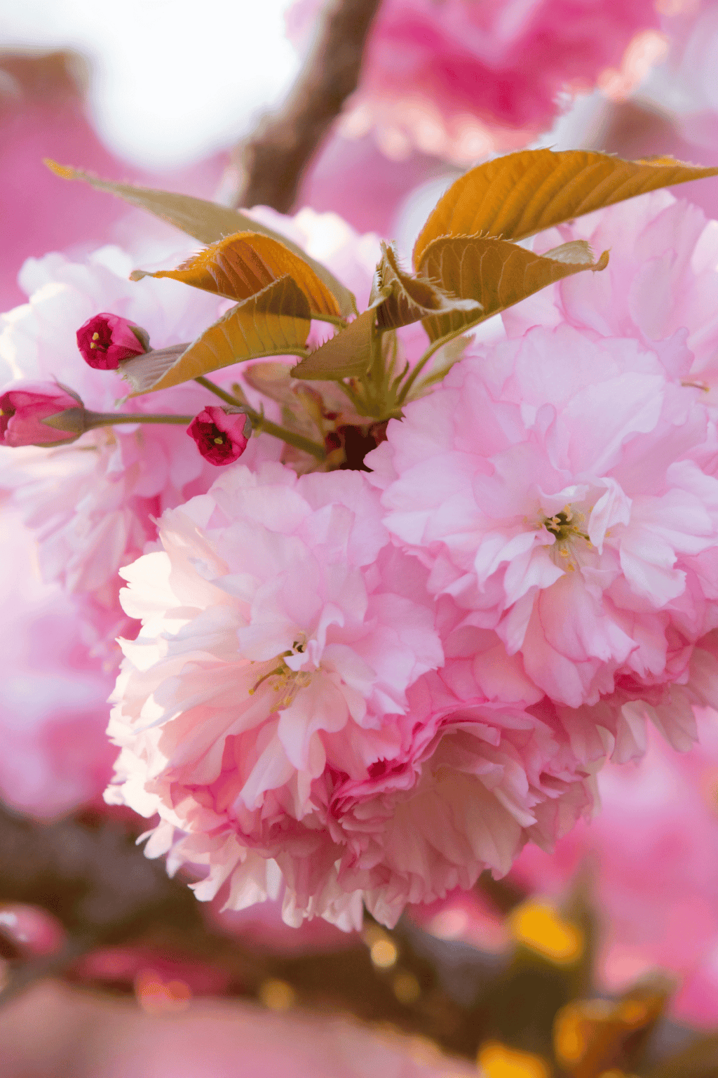 29 Stunning Pink Flowering Trees to Transform Your Garden