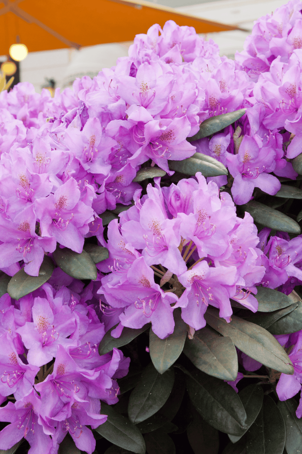 29 Enchanting Purple Flowering Trees to Brighten Your Landscape