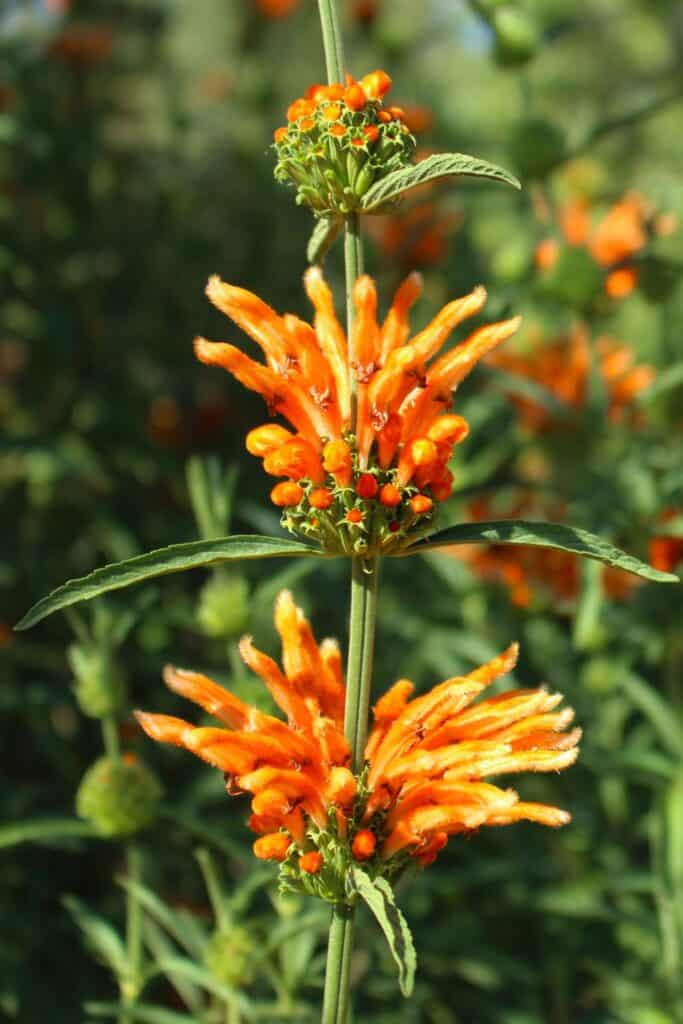 21 Must-Have Spectacular Orange Flowering Trees That Impress