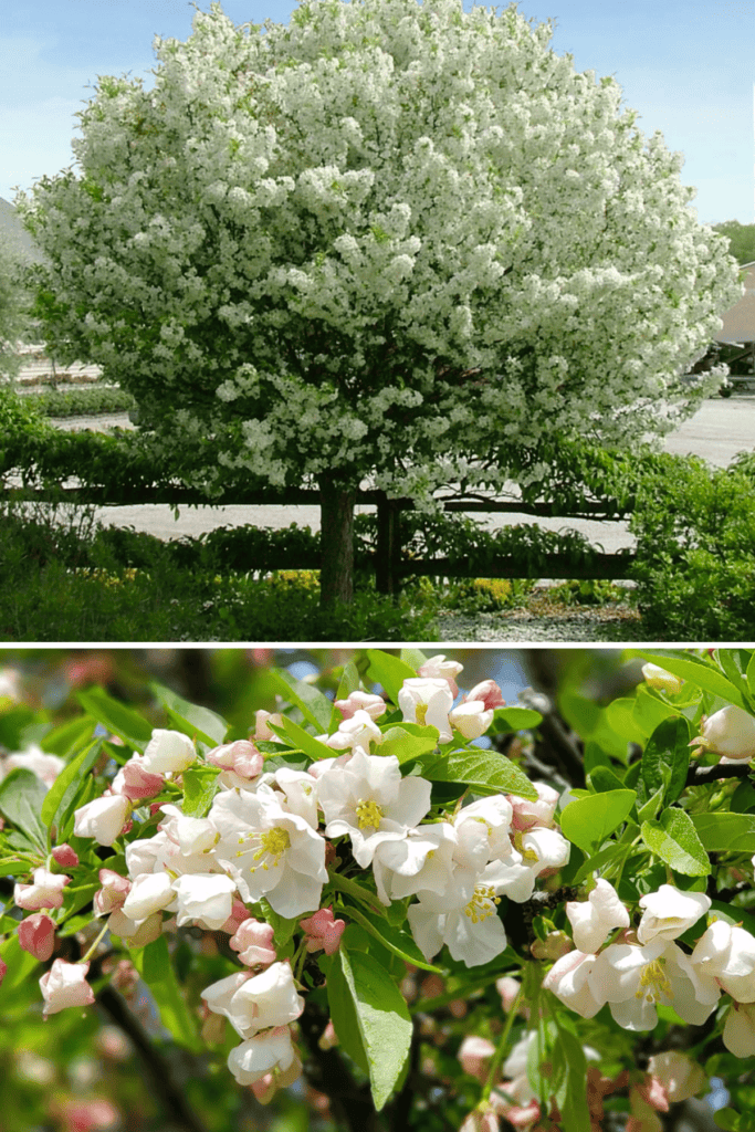 40 Small Flowering Trees That Will Bring Your Yard to Life